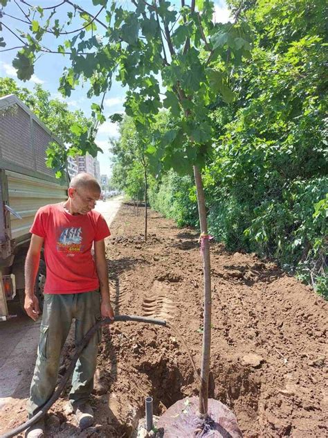 БТА Общо 297 са новозасадените дървета на територията на Столичния