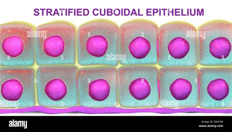 Stratified Cuboidal