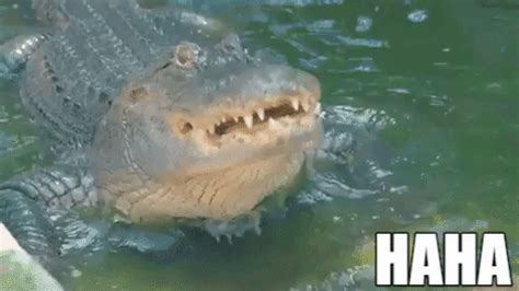 Alligator S
