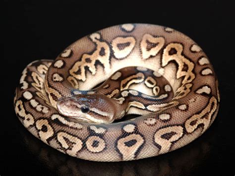Morph List World Of Ball Pythons