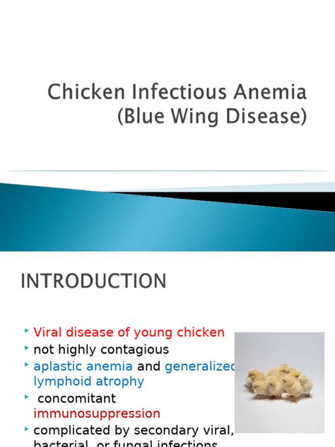 Chicken Infectious Anemia Pdf Infection Virus