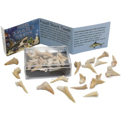 Fossil Sharks Teeth Display Of 48 Science And Nature