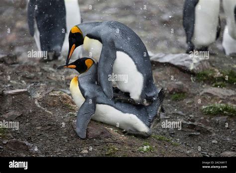 King Penguins Mating The King Penguin Aptenodytes Patagonicus Is The