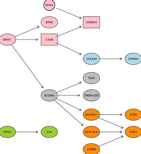 Bayesian Networks Significance And Constraints Botpenguin