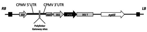 Structure Of T Dna Region Of Peaq Vector Series The Gene Of Interest
