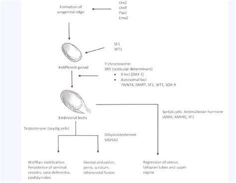 Pseudohermaphroditism