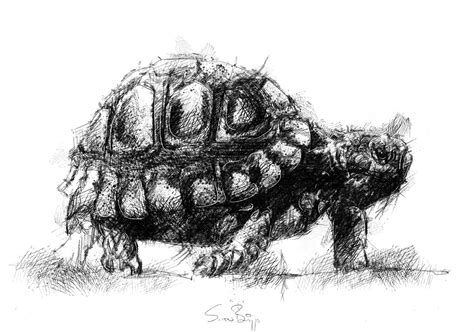 Tortoise SeanBriggs