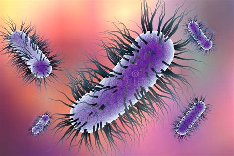 Escherichia Coli Bacterium Stock Illustration Illustration Of Bacteriemia 80800173