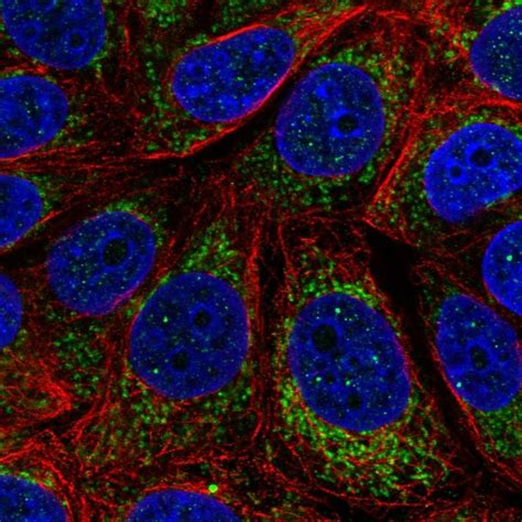 rabbit polyclonal anti mt cyb antibody buy for research highly