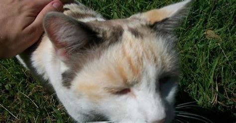 Reddit Meet Snowflake She Is 15 Years Old And Has Been My Best