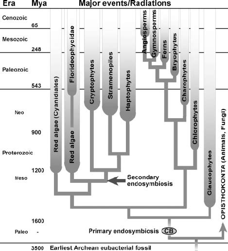 —schematic Representation Of The Evolutionary Relationships And