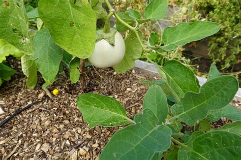 Growing Eggplant In Raised Beds In The Backyard White Eggplant Plant