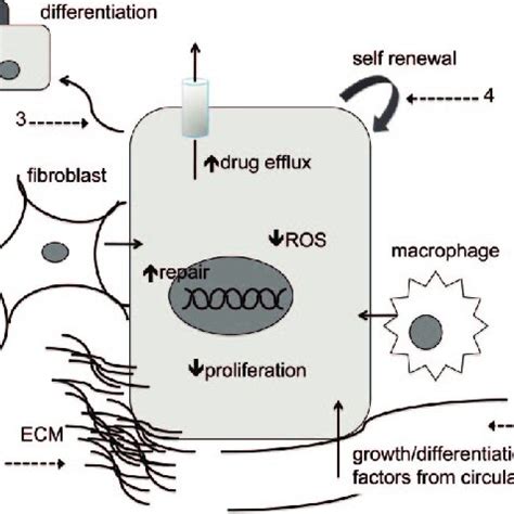 Diagram Representing Important Properties Of CSC Including Their Download Scientific Diagram