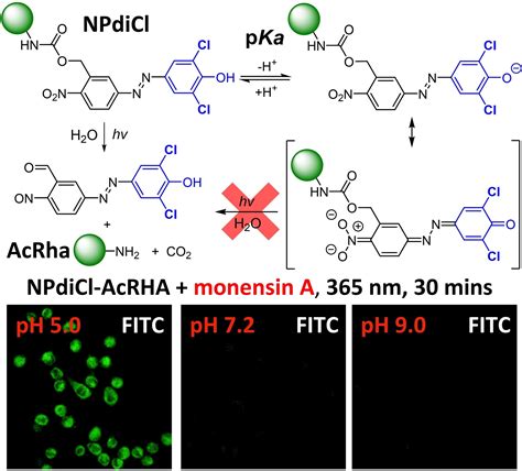 Constructing Ph‐responsive And Tunable Azo‐phenol‐based O‐nitrobenzyl