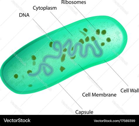 Lactobacillus Bacteria Frontiers Lactobacillus In Food Animal