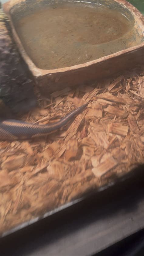 What Are These Bug In My Pythons Water Bowl Rwhatsthisbug