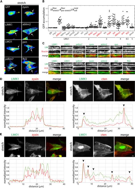 Tandem Lim Domain Containing Proteins Limk1 And Lmo1 Directly Bind To