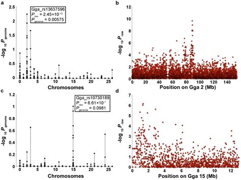 after 100 000 permutations the genome wide adjusted p values