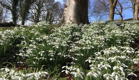 Snowdrops Covering The Bank At Painswick Rococo Garden All Aboard The