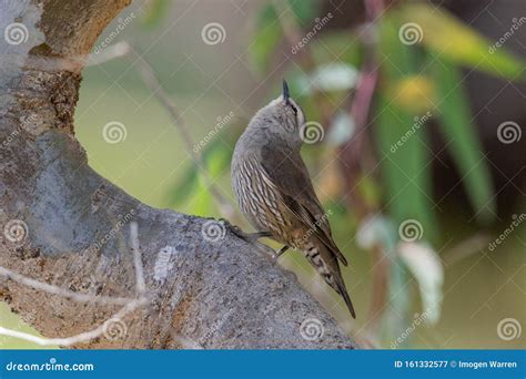 Brown Treecreeper In Australia Stock Image Image Of Aves Climacteris
