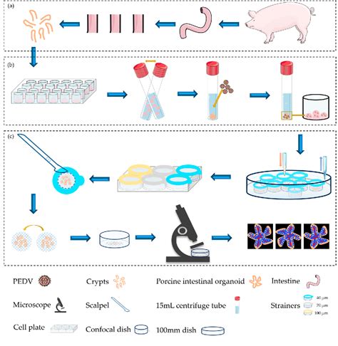 Figure 1 From A Strainer Based Platform For The Collection And