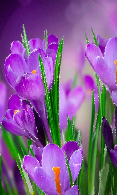 Spring Flowers Animated Pictures