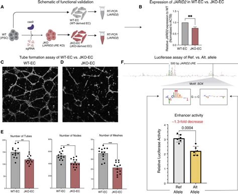 Integrative Single Cell Analysis Of Cardiogenesis Identifies Developmental Trajectories And Non