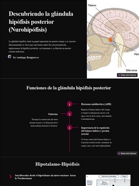 157d La Hipófisis Posterior Hipófisis Características Funciones