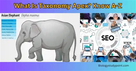 What Is Taxonomy Apex Applications Importance A Z