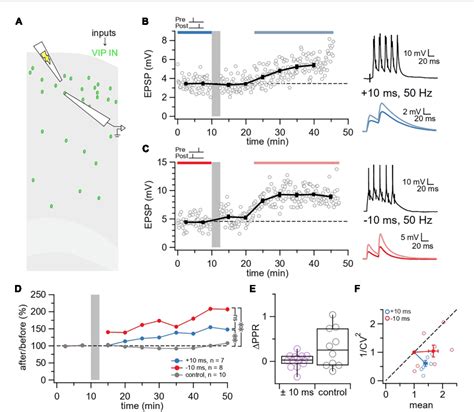 Figure 1 From The Spike Timing Dependent Plasticity Of Vip Interneurons