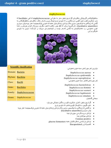 1 Staphylococcus Spp Pdf