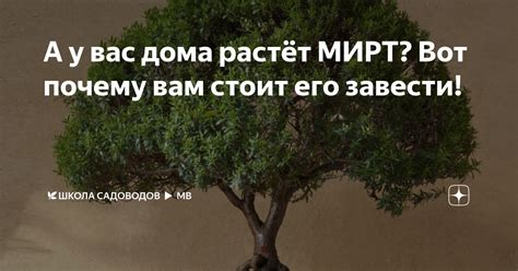 А у вас дома растёт МИРТ Вот почему вам стоит его завести 🌿Школа садоводов Марии В Дзен