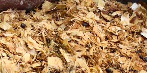 Everything You Need To Know About Composting Hay And Straw