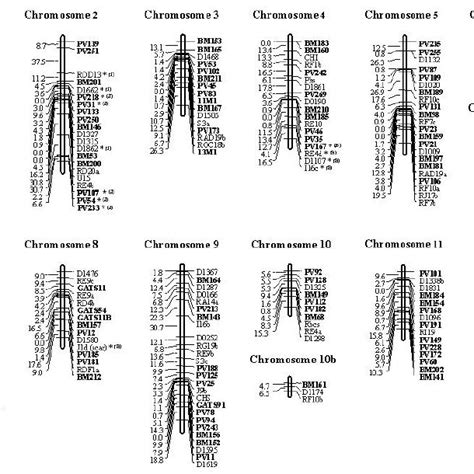Common Bean Linkage Map Based On Microsatellite Markers Only Developed Download Scientific