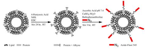 Surface Functionalization Of Exosomes Using Click Chemistry Exosome Rna