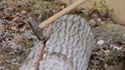 Steps To Split A Log For Amazing Lumber