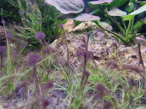 Algae Identification R Aquariums