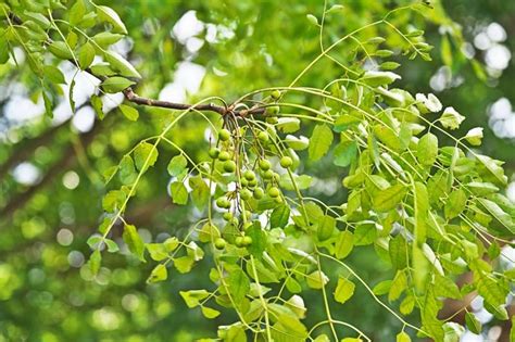 Is Chinaberry Tree Poisonous To Cats And Dogs