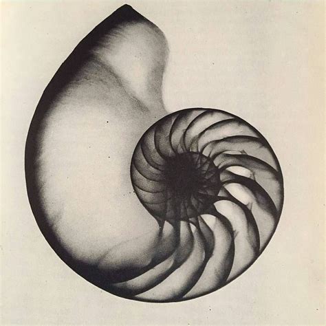 Awesome Littlespiral From Seashellsgirl Fibonacci Shell Spiral