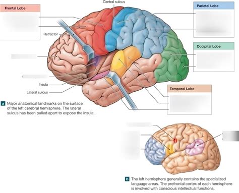 14 9 Motor Sensory And Association Areas Of The Cerebral Cortex