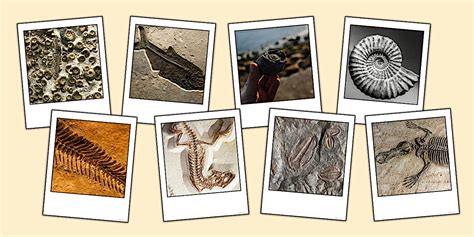 Fossil Instant Photo Style Display Images Teacher Made