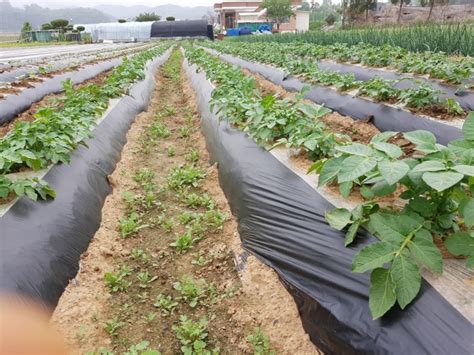 감자 심는 방법과 감자 심는 시기 알아보기 농사정보