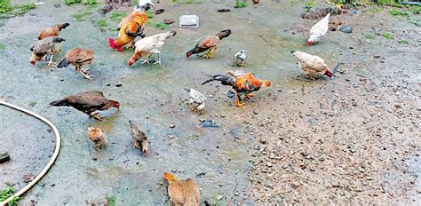 ကလိန်အောင်မြို့၌ ဒေသကြက်ကို တစ်နိုင်တစ်ပိုင်မွေးမြူခြင်းဖြင့် မိသားစုအပိုဝင်ငွေရရှိ Myawady