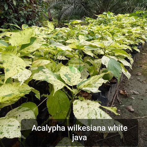 Acalypha Wilkesiana Java White Chop Ching Hin Pte Ltd