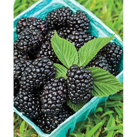 Direct Gardening Marionberry Plant 1 Count Bareroot 1 Pack In The