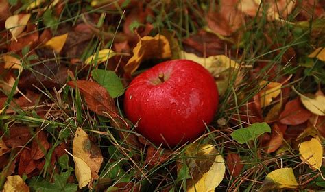 Български песни за златна есен Zdraven Bg