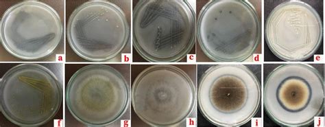 Figure 1 From Isolation Of Phosphate Solubilizing Microorganisms And The Formulation Of