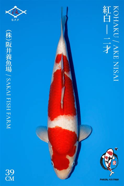 1183 Kohaku Phaisal Koi Farm