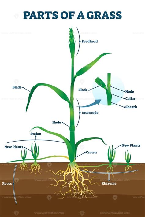 Moss Biological Anatomy With Plant Structure And Parts Outline Diagram
