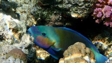 산호초에 파란색과 노란색 물고기 사진 Unsplash의 무료 Ägypten 이미지